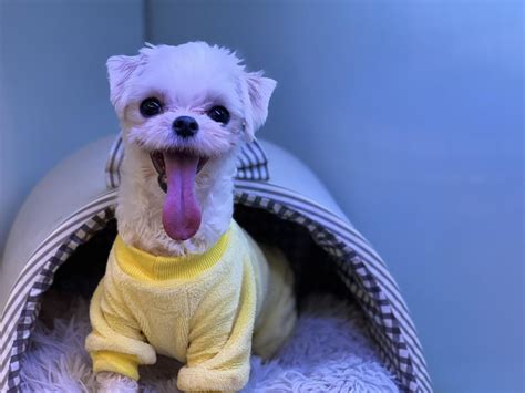 말티즈 뽀삐 책임분양 코리안숏헤어 비숑프리제분양 치와와분양 고양이보호소 광주유기견보호센터 광주광역시유기견보호센터 유기견보호센터봉사 리트리버분양 강아지무료분양 유기견무료