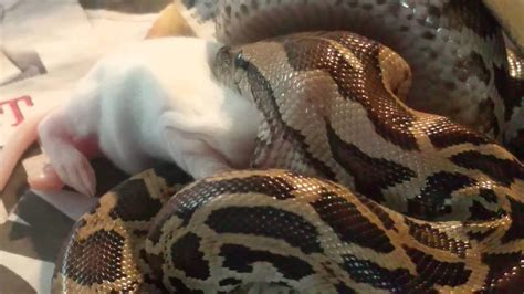 Burmese Python Hatchling Feeding Youtube