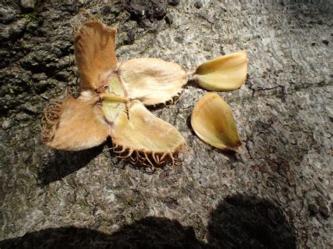 Fagus Sylvatica Biologie Végétale