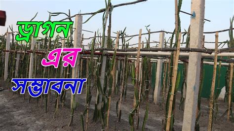ড্রাগন চাষের সম্ভাবনা ।আধুনিক কৃষি ফার্ম।রুবেল মিয়া। Youtube