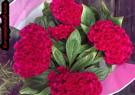 Cockscomb Flower How To Grow And Care