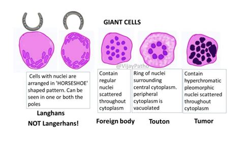 Giant Cells Pathology Histology Slides Medicine Notes
