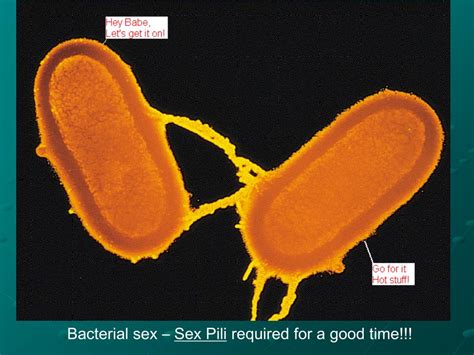 PPT Recombination In Bacteria PowerPoint Presentation Free Download ID 7106688
