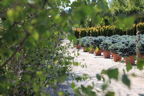 Caragh Nurseries Launching In The Uk Caragh Nurseries