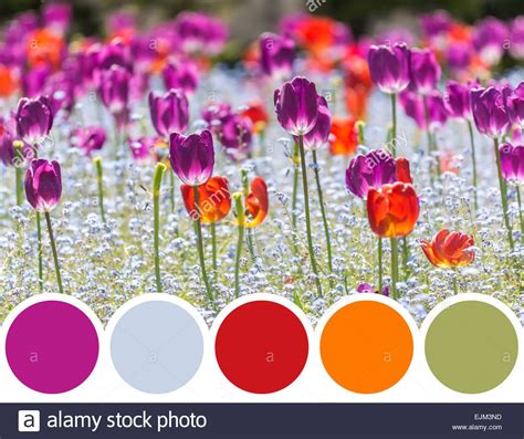 Color Palette Of Retro Spring Tulip Garden