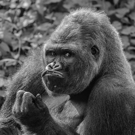 Горилла 74 фото