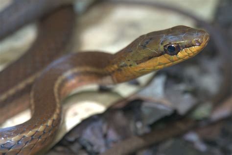 Understanding The Severity Of A Bite Is Key To Saving Lives Every