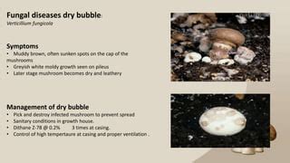 Disease And Pest Managment Of Mushroom Pptx