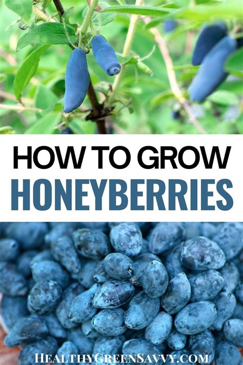 Haskap Berry How To Grow Honeyberry An Edible Honeysuckle