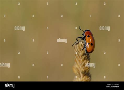 Bug Leaf Beetle Tituboea Sexmaculata Antipus Sexmaculata Sexmaculatus In Summer Vaucluse