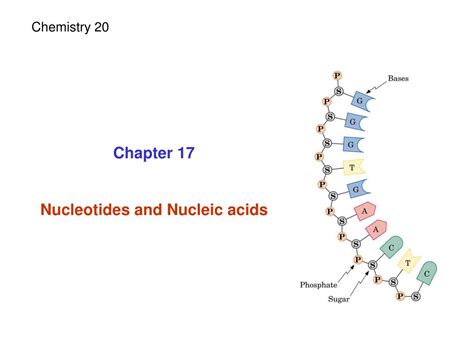 Ppt Chapter 17 Nucleotides And Nucleic Acids Powerpoint Presentation Id 3859769