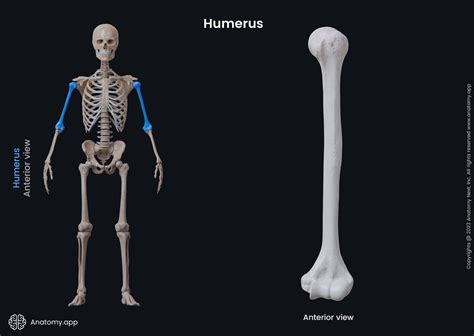 Humerus Anatomy App