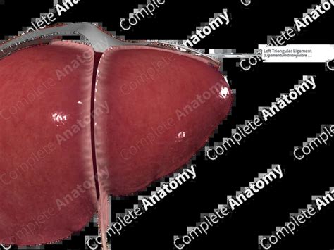 Left Triangular Ligament Complete Anatomy