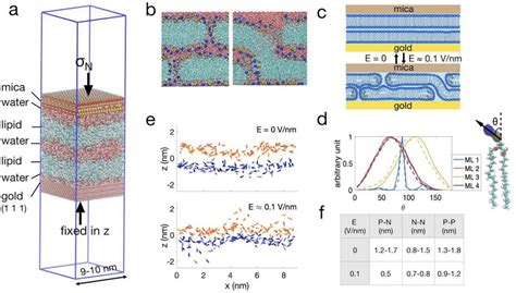 Atomistic Simulation Results For Lipid Bilayers Confined Between Solid Download Scientific