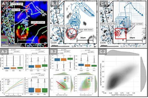 Movement And Morphology Of Lymphocytes In Human Lymphoid Tissue Column