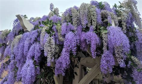 Whats That Purple Flower Vine Miss Smarty Plants