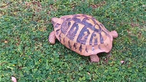 Amazing Turttle Eating Grass Youtube