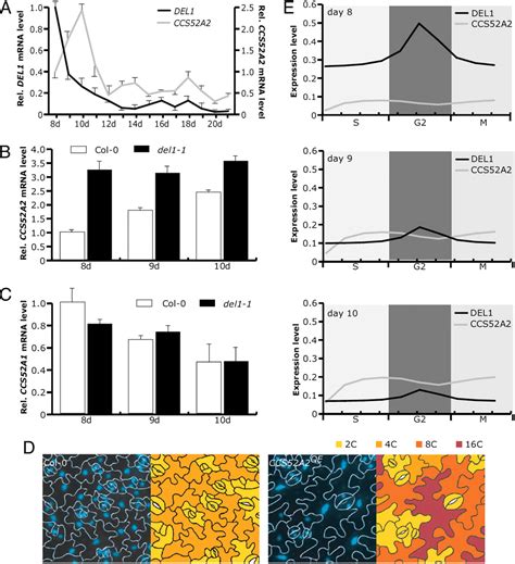 Atypical E2f Activity Restrains Apc Cccs52a2 Function Obligatory For Endocycle Onset Pnas