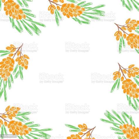 바다 갈매 나무속 과일 프레임입니다 벡터 손으로 그린 디자인 인쇄 자연스러운 연필 그리기 0명에 대한 스톡 벡터 아트 및 기타 이미지 Istock