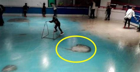 스케이트장 빙판 얼음 속에 들어있던 동그라미의 정체 오펀 디스커스