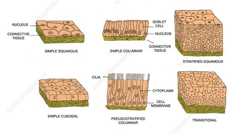 Epithelial Cells Diagram How To Draw Different Types Of Epithelial