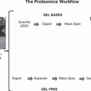 A Schematic Representation Of The Proteomics Workflow In Proteomics Download Scientific