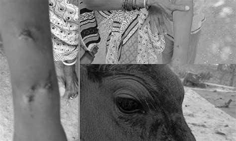 మొసంగిలో కుక్కల స్వైర విహారం