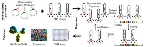 Creative Biolabs Announces A Successful Completion Of Virbacs Unique