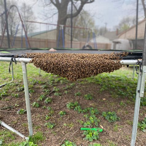 How To Catch A Wild Bee Swarm 12 Important Things To Know Mama On The Homestead