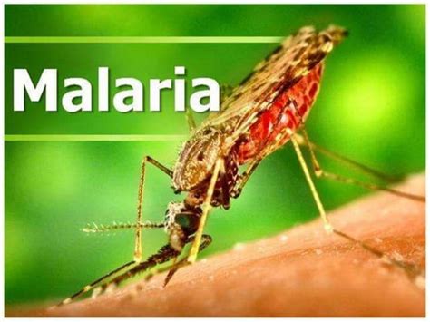 Malaria Pptx