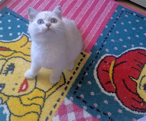 Британска късокосместа сребърна чинчила гр Варна Трошево • Olxbg