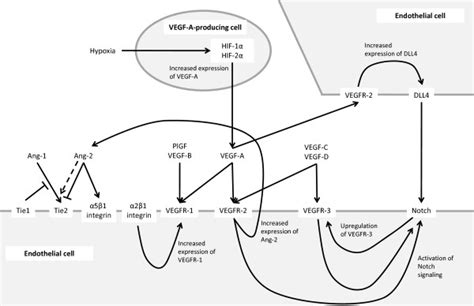 Selected Crosstalk Between Vegf And Other Signaling Pathways Vegf Download Scientific Diagram