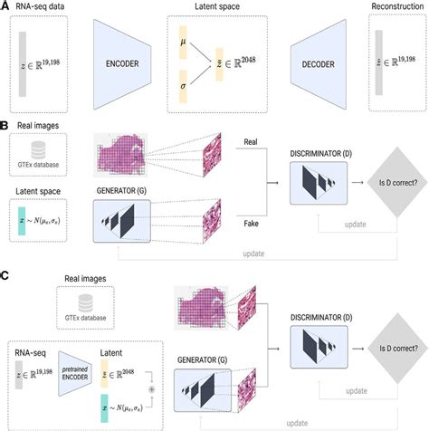Model Architecture For Gene Expression Wsis And Combined Data Using Download Scientific