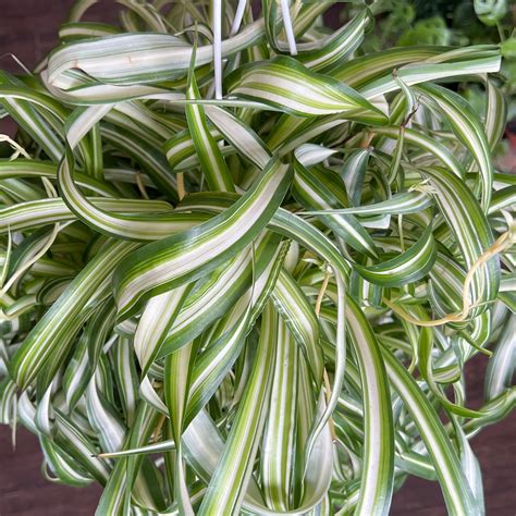 Chlorophytum Comosum Spider Plant ‘bonnie 8 Hb Plantstay