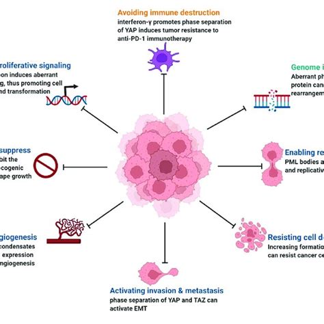 Phase Separation Abnormalities Are Involved In Most Of The Processes Download Scientific