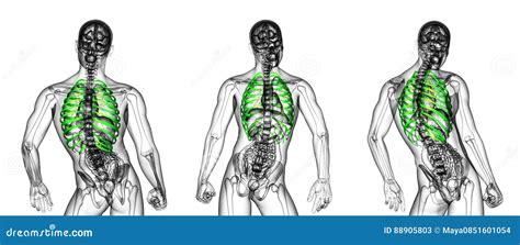 Ribcage Stock Illustration Illustration Of Organ Joint 88905803