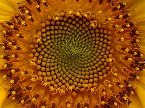 The Earthship Academy Experience • The Secret Of The Fibonacci Sequence