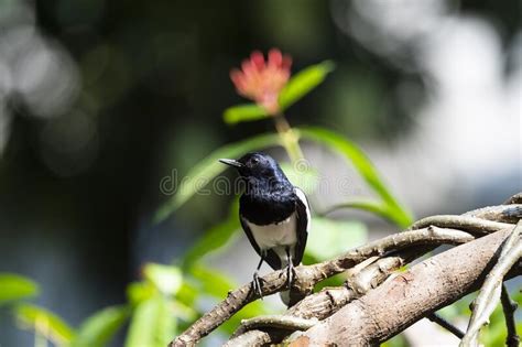 Oriental Magpie Robin Stock Image Image Of Shadow White 238451867