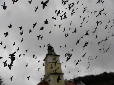 San Juan Capistrano Swallows Migration