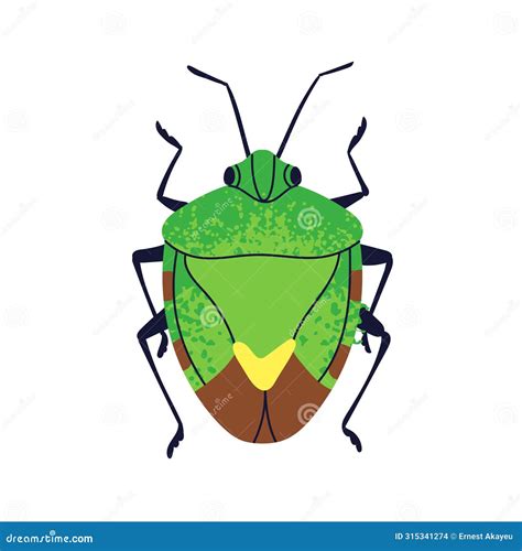 Beetle Shield Stink Bug Top View Forest Fauna Species Wild Small