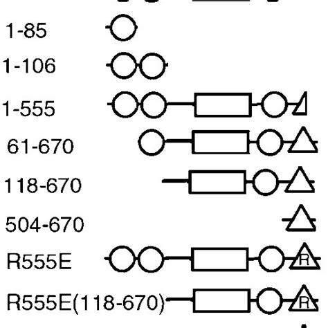 Schematic Representation Of Wild Type And Mutant Forms Of Rat Sh2 B Download Scientific Diagram