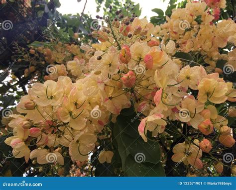 Cassia Javanica Java Cassia Pink Shower Apple Blossom Or Rainbow