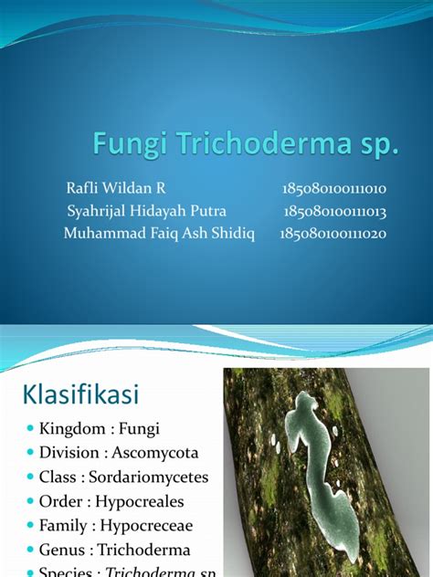 Trichoderma Sp Ppt