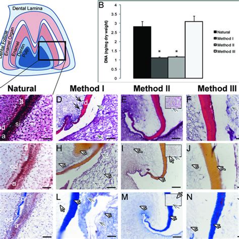 Ihc Analyses Of Basement Membrane Ecm Protein Expression A Laminin Download Scientific