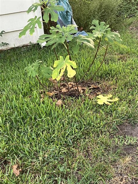 Fig Problem Solved Rfigs