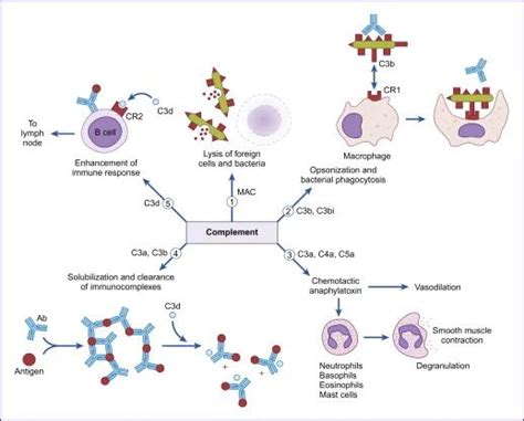 Understanding Complement Pathways