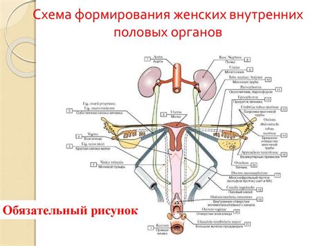 Развитие половой системы презентация онлайн