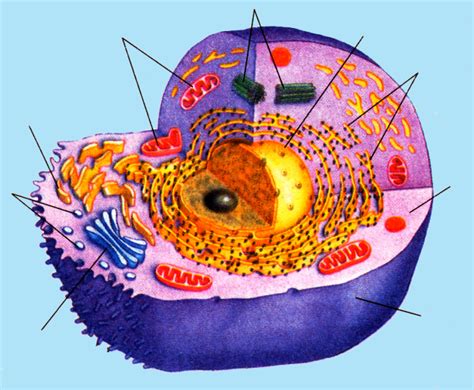 Малюнок Будова клітини людського організму