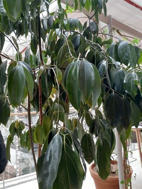 🏝🍊🏝 말로만 듣던 시나몬 계피나무 드디어 만나다 🏝🍊🏝 뉴스트림