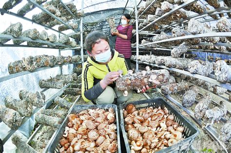 决战决胜脱贫攻坚种香菇助脱贫 天山网 新疆新闻门户